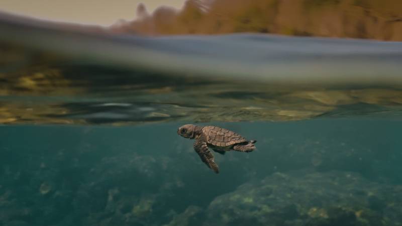 Turtle Walker - DMovies